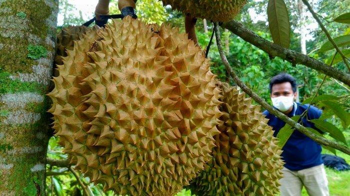 3 Jenis Durian Didaftarkan Sebagai Buah Lokal Asli Kudus - Tribunjateng.com