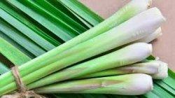 Ini 10 Manfaat Sereh untuk Kesehatan, Salah Satunya Redakan Sakit Gigi ...