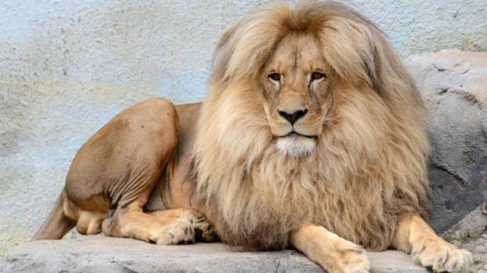 Unik, Keindahan Bulu Singa Ini Jadi Tren Potongan Rambut Pengunjung ...