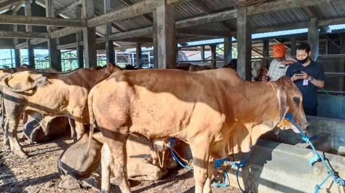 Hotline Semarang : Berapa Biaya Pemotongan Hewan Kurban di RPH ...