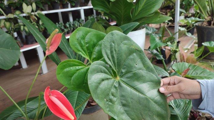 Warna Warni Tanaman Di Kampung Flora Wonolopo Semarang