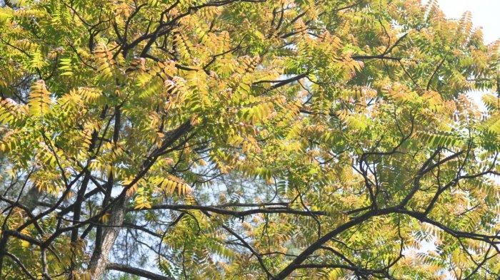 Suren, Pohon Kaya Manfaat Dari Obat Diare Sampai Antikanker Ovarium ...