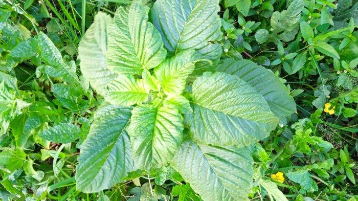 Ini Manfaat Bayam Duri: Sembuhkan Bronkitis dan Memperbanyak Produksi ...