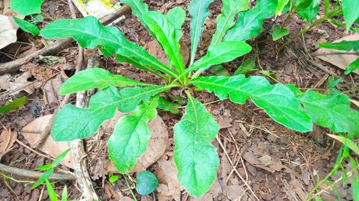 Inilah Tumbuhan Tapak Liman Viagra Jawa Untuk Tingkatkan Libido, Bisa ...