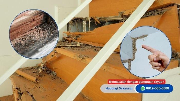 Waspada Indonesia Surga Bagi Hama Rayap - Tribunjateng.com