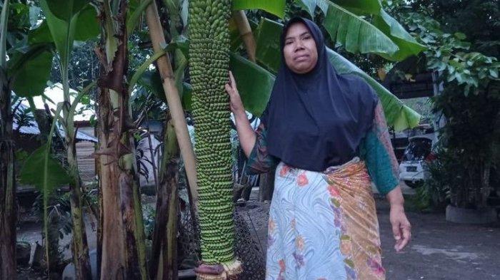 Heboh Pisang Seribu Milik Risma Setandan hingga 2 Meter, Kini Banyak ...