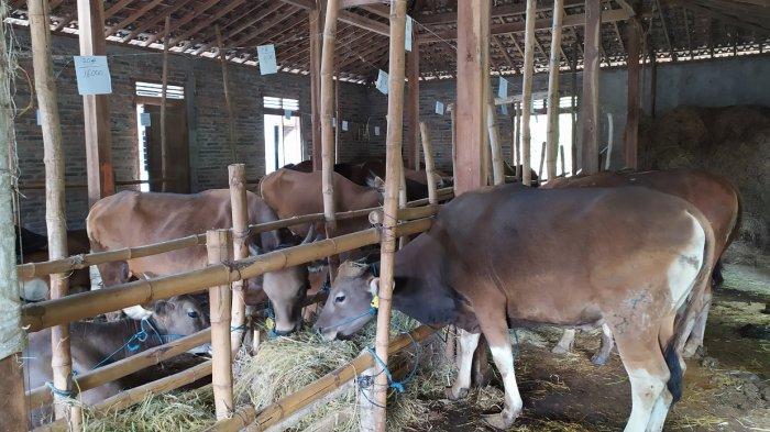 Banyak Ternak Sapi, Warga Banjarnegara Bisa Sulap Tlepong Jadi Biogas ...