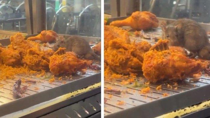 Viral Tikus Jamah Ayam Goreng dalam Display Makanan Restoran ...
