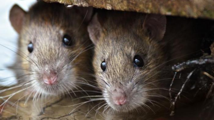 Tanda-tanda di Rumahmu Ada Tikus, Berikut 6 Cara Mengusirnya ...
