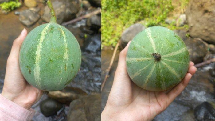 Timun Cina, Ampuh Mengobati Arteri Koroner - Tribunjateng.com