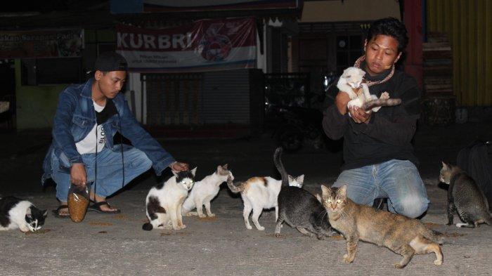 Kisah Siulan Tono Mampu Kumpulkan Ratusan Kucing Pasar, Inilah Sosok ...