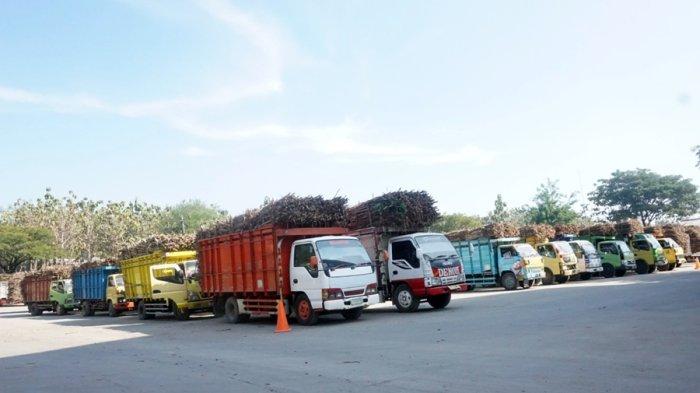 Targetkan Serap 500 Ribu Ton Tebu dengan Rendemen 8 Persen, PT GMM ...