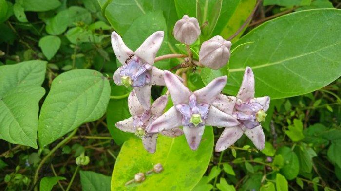 Biduri, Tumbuhan Kaya Manfaat untuk Obati Asma Hingga Kaki Gajah ...
