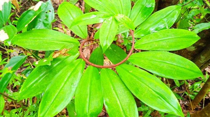 Pacing, Tanaman Bermanfaat Untuk Obat Asma Hingga Jadi Alat Kontrasepsi ...