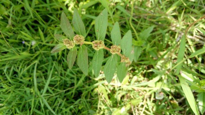 Patikan Kebo, Herba Mujarab Untuk Radang Tenggorokan Hingga Asma ...