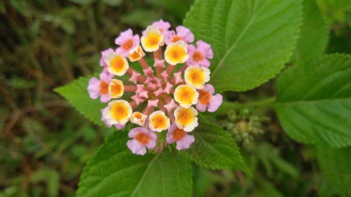 Tembelekan, Tumbuhan Berbau Kaya Manfaat - Tribunjateng.com