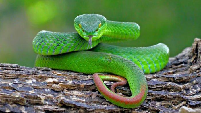 Bacaan Doa Ketika Melihat Ular Agar Terhindar dari Bahaya ...
