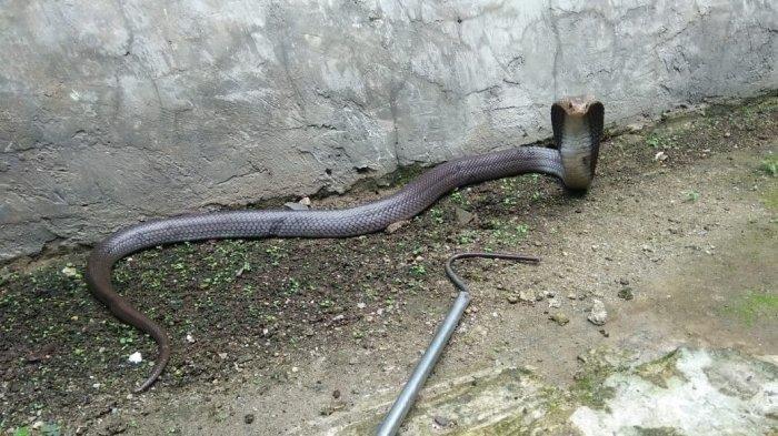 Bekas Gigitan Ular Disedot, Diikat dan Dikasih Oli Ternyata Bahaya, Ini ...