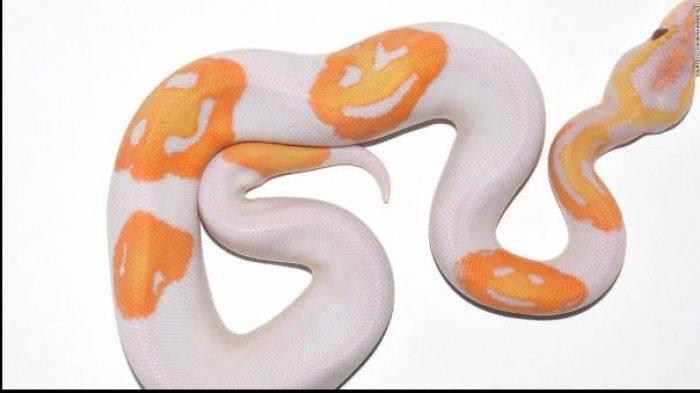 5 Fakta Menarik Ular Piton, Bisa Telan Mangsa Secara Utuh dan Jenisnya ...