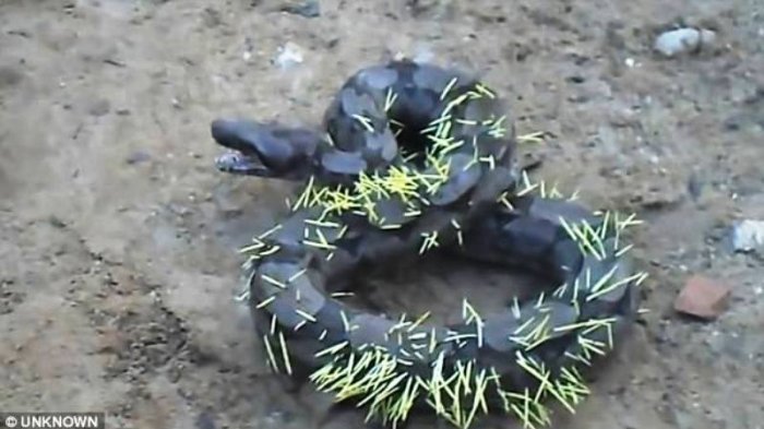 Digigit Ular Berbisa? Begini Penanganan Pertama Agar Tak Mati ...