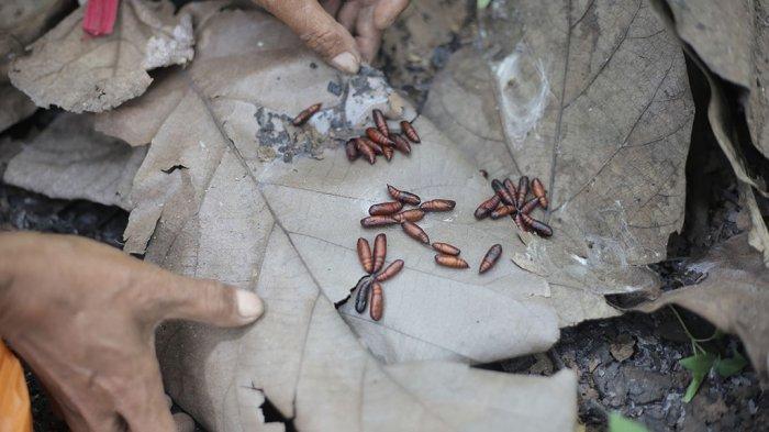 Tradisi Unik Berburu Entung Pohon Jati Saat Musim Penghujan di Pati - Tribunjateng.com