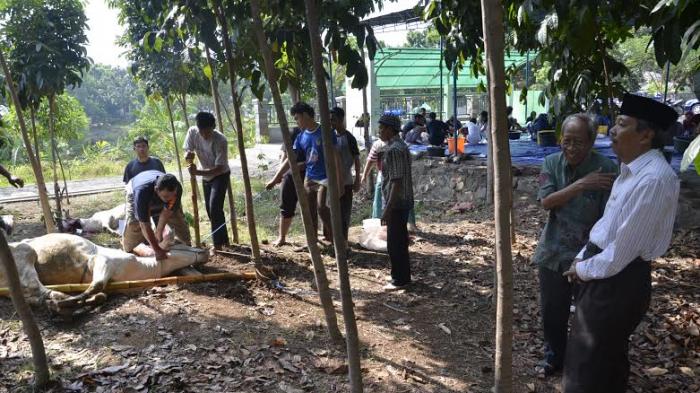 Undip Salurkan 10 Ekor Sapi kepada Masyarakat Sekitar - Tribunjateng.com