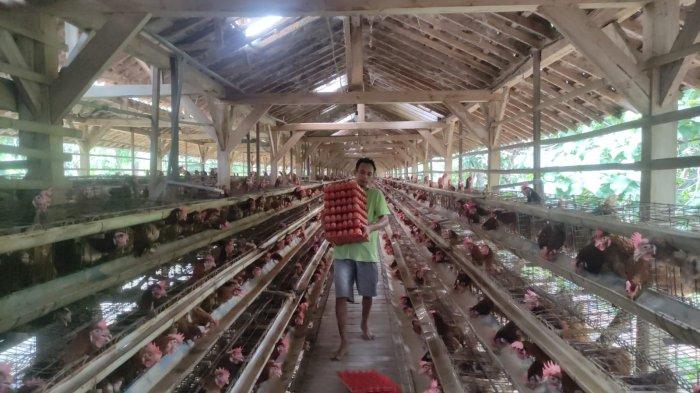 Harga Telur di Kendal Anjlok, Peternak Gulung Tikar Karena Merugi ...