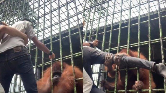 Akhirnya Minta Maaf, Ini Pengakuan Pria yang Videonya Ditarik Orangutan ...