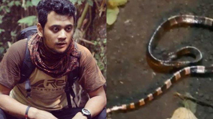 Viral Satpam Tewas Digigit Ular Weling, Panji Petualang Sebut Indonesia ...