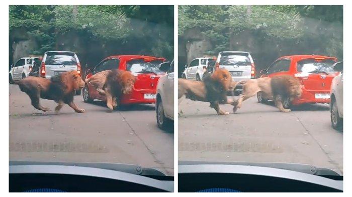 Viral Video Singa Berkelahi Tabrak Mobil Pengunjung di Taman Safari ...