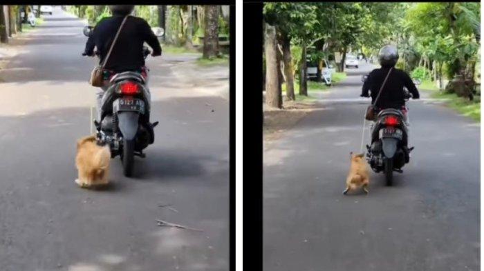Viral Wanita di Bali Seret Anjing Lucu dengan Motor Hingga Kakinya ...