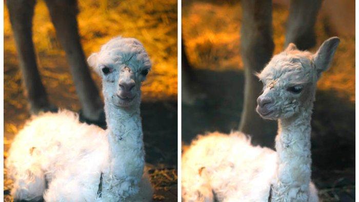 Bayi Alpaca Bernama Valentina Lahir Saat Valentine, Resmi Ber-KTP Kota ...