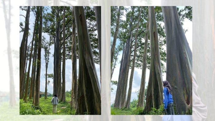 Hutan di Sumber Wringin Bondowoso, Punya Pohon Berwarna Pelangi yang ...