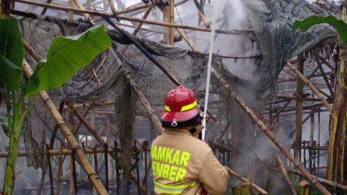 Diduga Tersambar Petir, Dua Gudang Tembakau Milik PTPN I di Jember ...