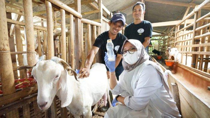 Peternak Kambing di Lereng Gunung Raung Banyuwangi Mampu Hasilkan 2.000 Liter Susu per Minggu ...