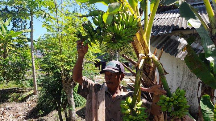 Ramai di Medsos, Pisang Barlin Berbuah 4 Tandan di Lumajang ...