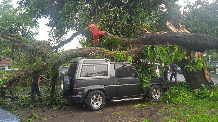 Hujan disertai Angin Kencang di Jember, Mengakibatkan 20 Pohon Tumbang dan 23 Rumah Rusak ...