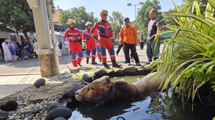 Sapi Kurban Nyebur ke Kolam Ikan Dspendik Jatim, Evakuasi Dibantu Tim ...