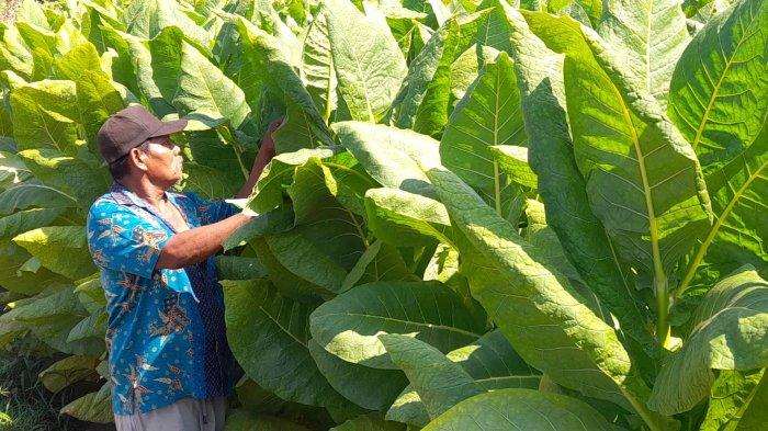 Silangkan Tembakau Burley dengan Varietas Lokal, Petani Tembakau ...