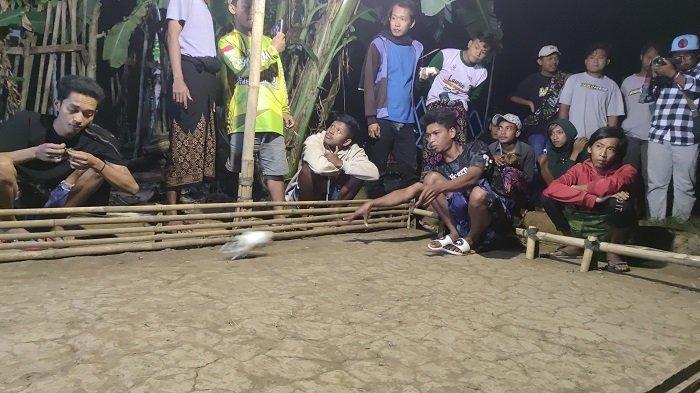 Tradisi Lomba Balap Marmut di Probolinggo saat Musim Kemarau ...