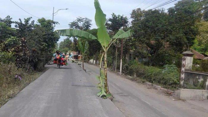 Muak Jalan Rusak Tak Kunjung Diperbaiki, Warga Condro Lumajang Tanam Pisang - tribunjatim-timur.com