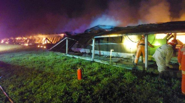 Kandang Ayam di Jombang Terbakar, 10 Ribu Ekor Mati Terpanggang Kerugian Capai Rp 700 Juta ...