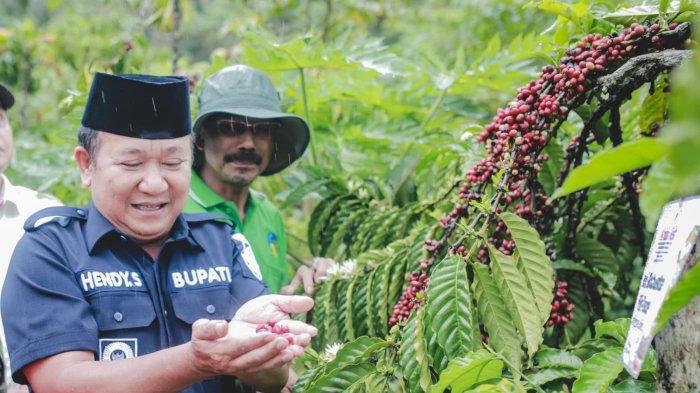 Milo Pace Ditetapkan Jadi Varietas Kopi Robusta Jember - tribunjatim ...