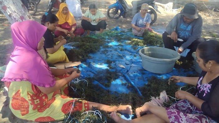 Budidaya Rumput Laut di Situbondo Kembali Menggeliat - tribunjatim ...