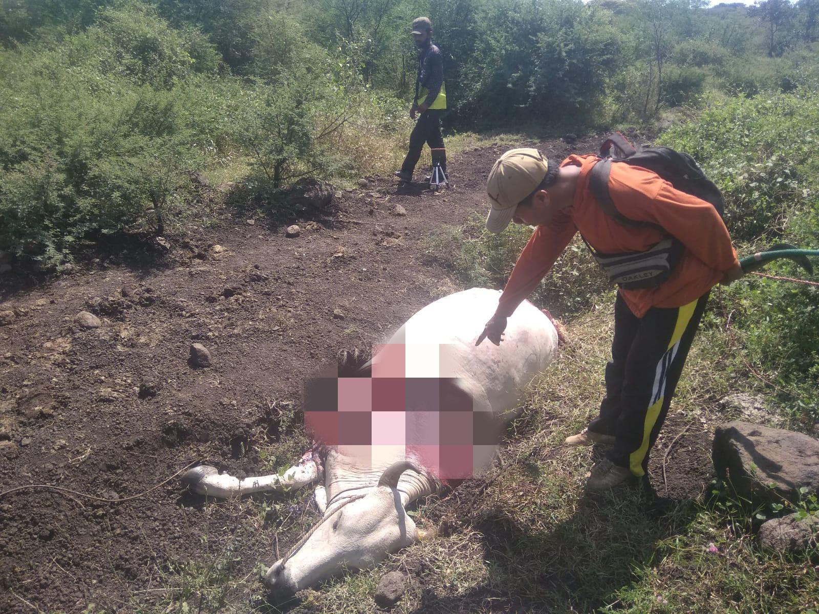 Pencuri Jagal Sapi Curiannya di Kawasan Hutan Baluran Situbondo ...