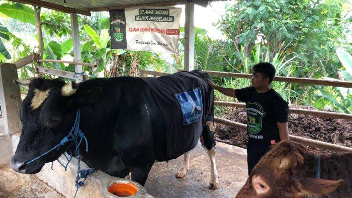 2 Sapi Milik Warga Ponorogo Dibeli Presiden RI ke-6, Punya Bobot 1 Ton Lebih - Tribunjatim.com