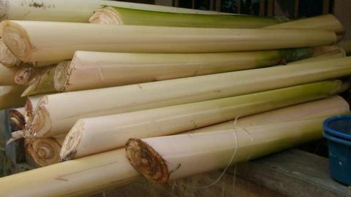 9 Manfaat Batang Pohon Pisang yang Jarang Dilirik di Indonesia, Pantas ...