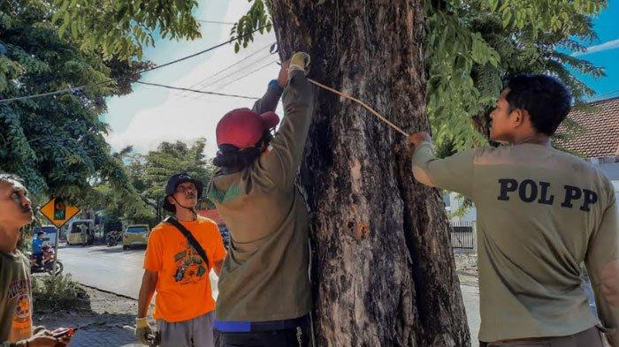 Aksi Kolaborasi Komunitas Pecinta Alam di Surabaya dan Sidoarjo Cabuti Paku di Pohon Perindang ...