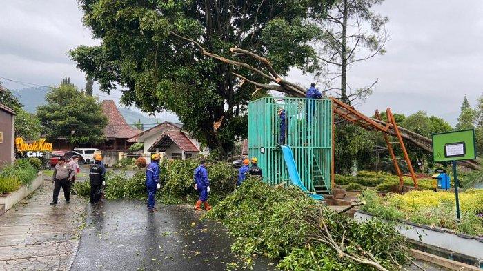 Disapu Angin Kencang, Pohon Beringin di Kota Batu Tumbang Timpa Area ...