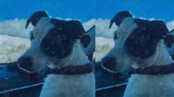 Mayat Majikan 71 Tahun Membeku 2 Bulan, Anjing Bikin Tim SAR Takjub di ...